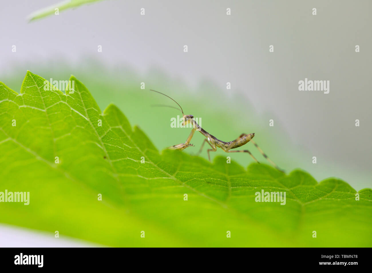 Little praying mantis Stock Photo - Alamy