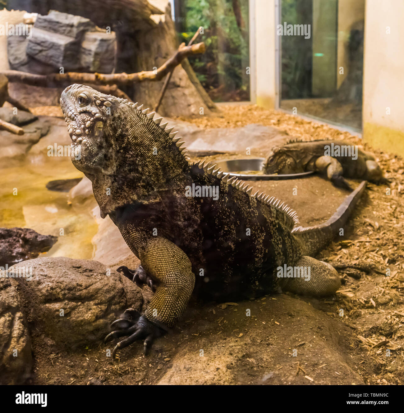 Cuban lizards hi-res stock photography and images - Alamy