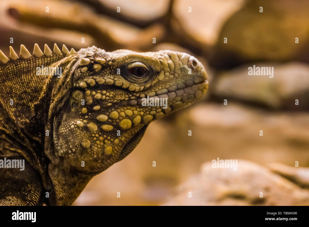 closeup portrait of the face of a cuban rock iguana, tropical and ...