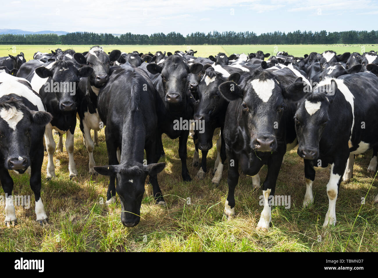 Crowded cows hi-res stock photography and images - Alamy