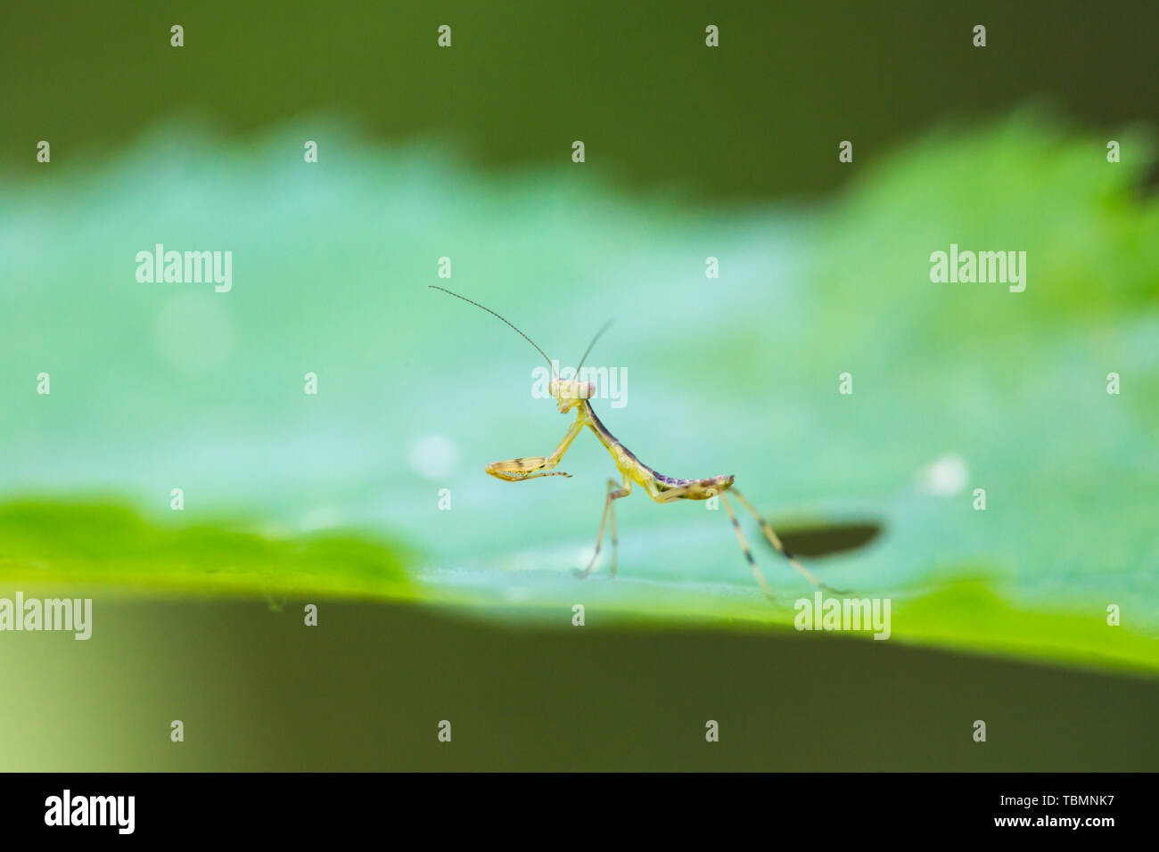 Little praying mantis Stock Photo - Alamy