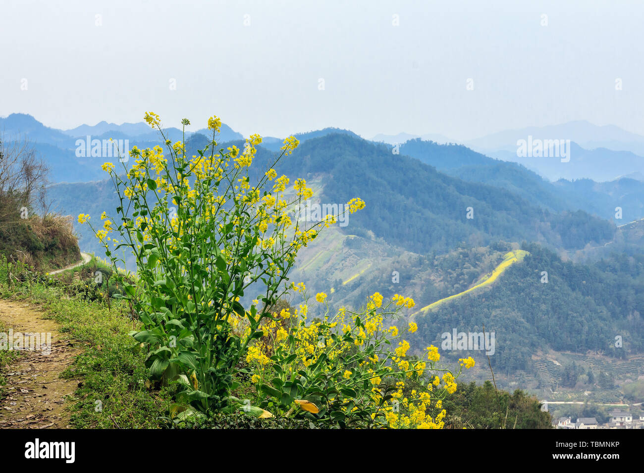 The rape flower blossoms Stock Photo - Alamy