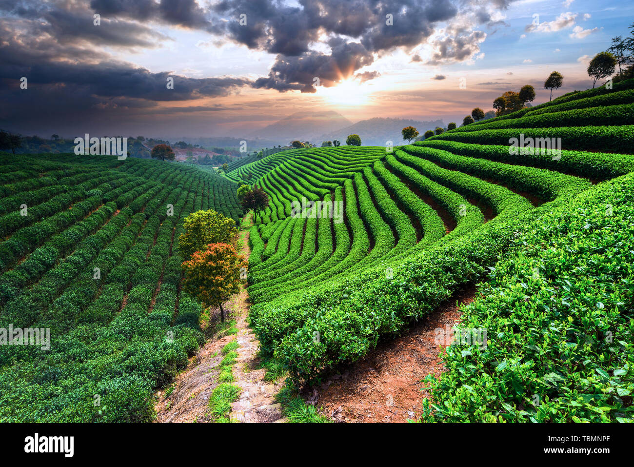Tea Plantations undersky Stock Photo - Alamy
