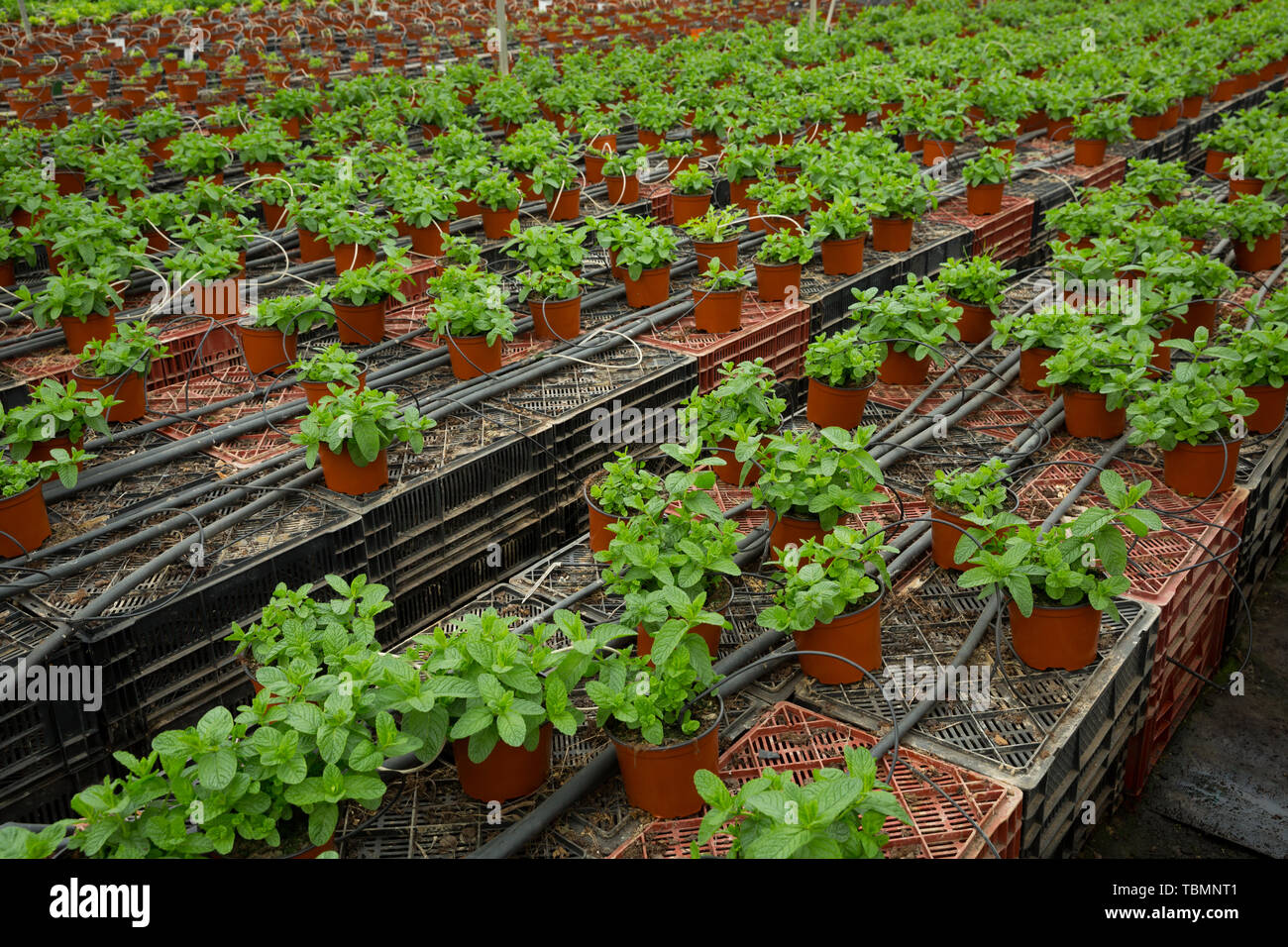 Image of seedlings of mint growing in pots in greenhouse, nobody Stock ...
