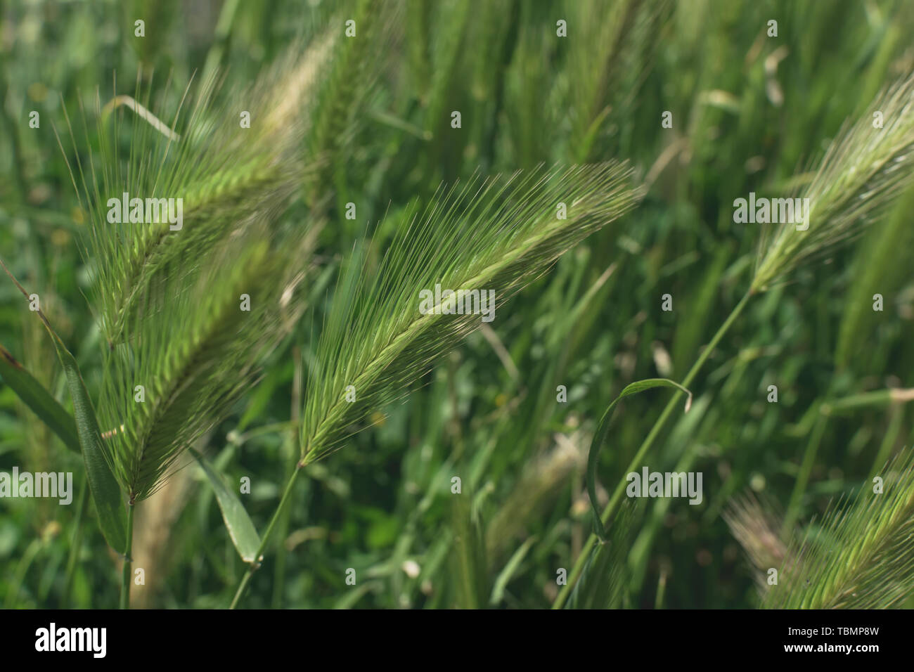 Hordeum murinum. Wild spikelets with long awns of hare barley Stock ...