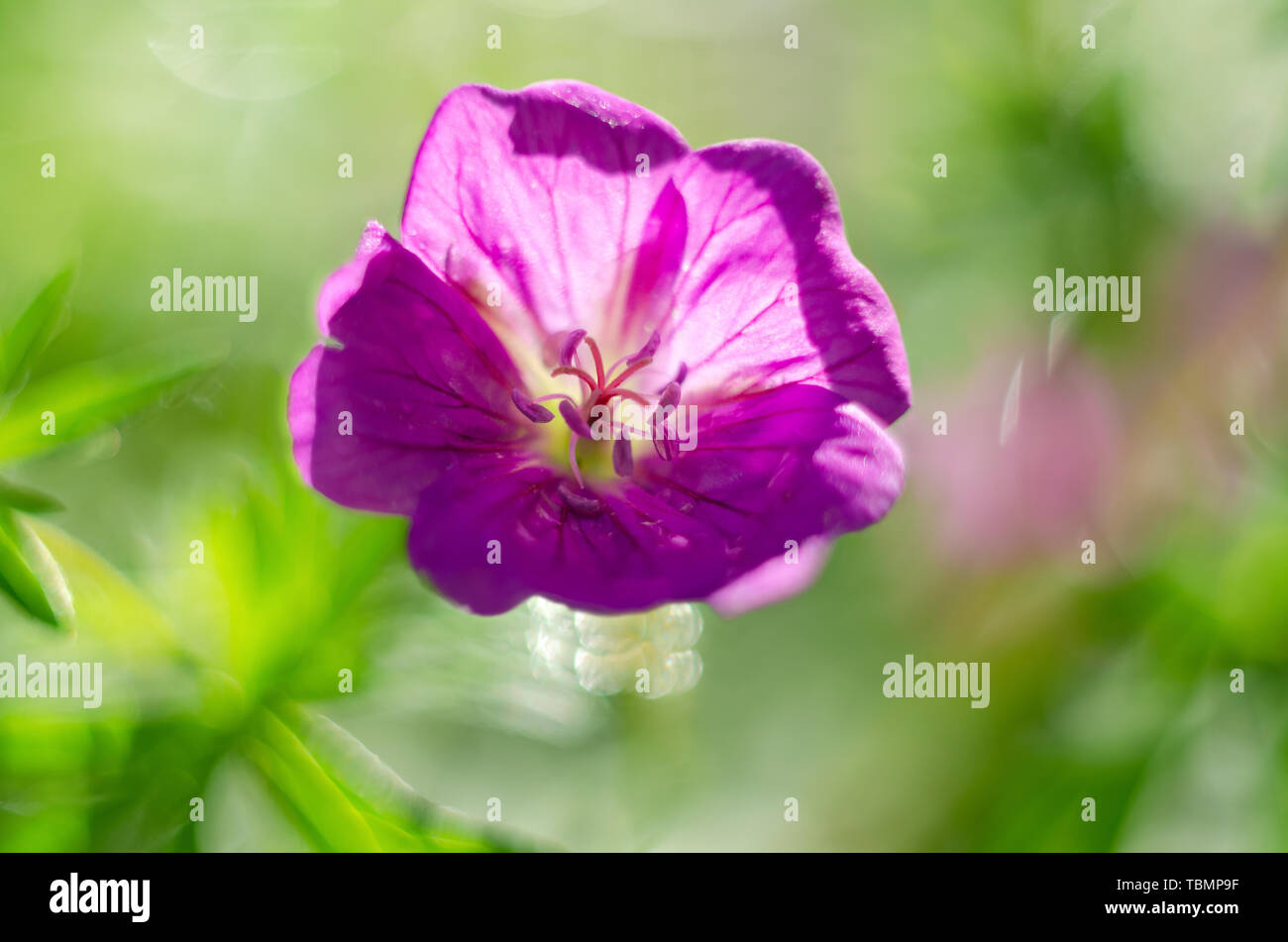 Forest geranium hi-res stock photography and images - Alamy