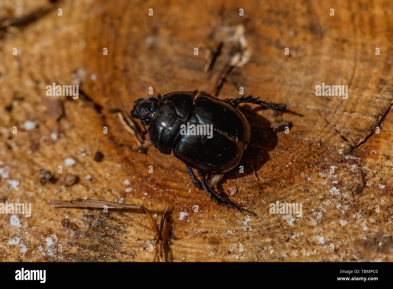 Dor beetles hi-res stock photography and images - Alamy