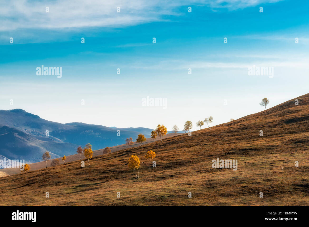 Autumn color of Saihanba Stock Photo - Alamy
