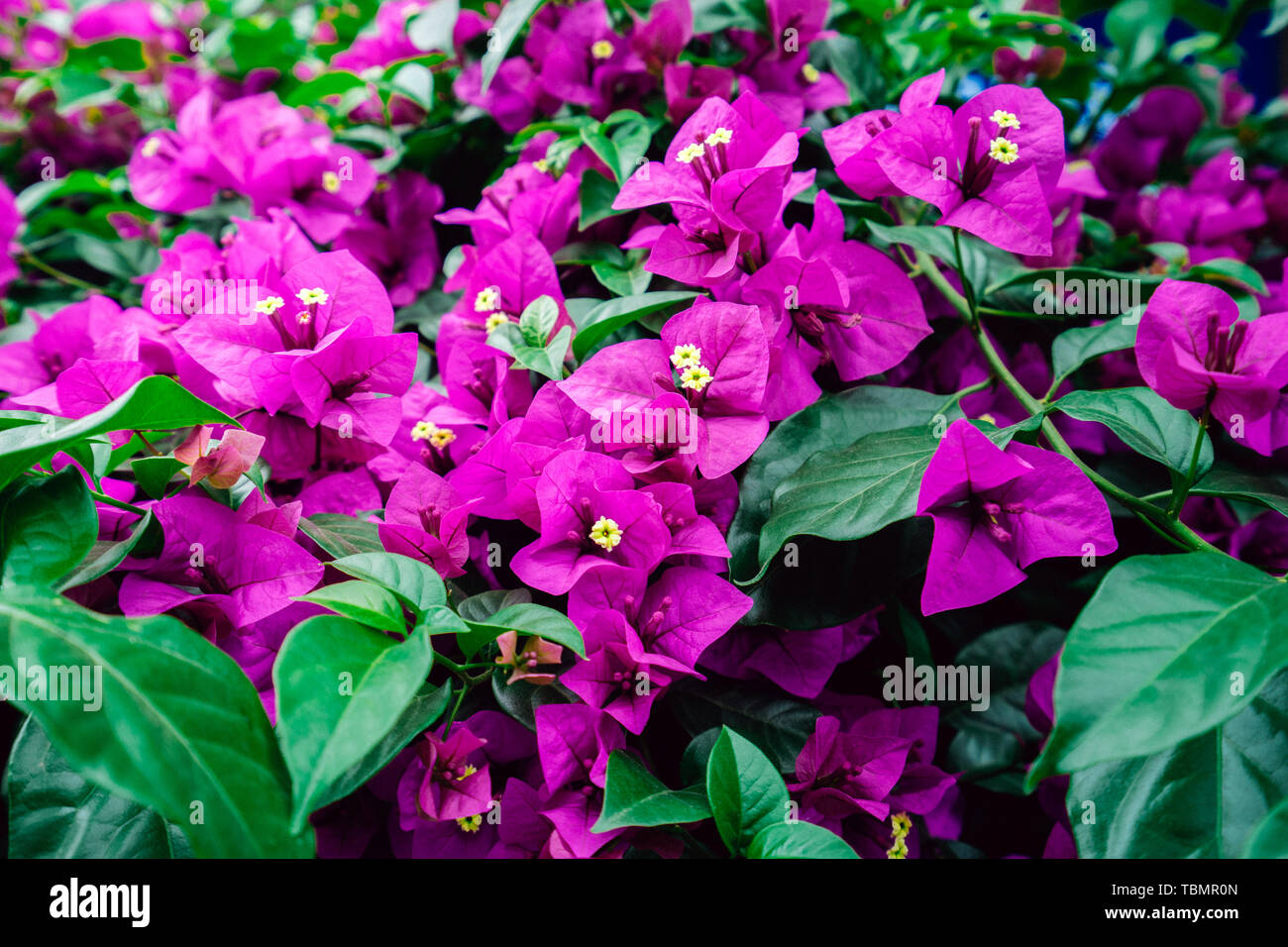 The blooming triangular plum material Stock Photo - Alamy