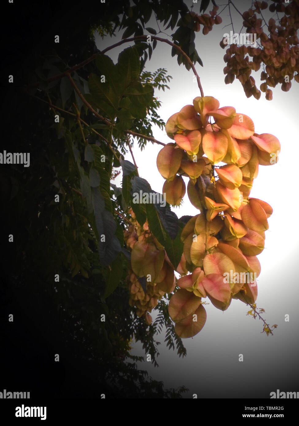 Cow and apples hi-res stock photography and images - Alamy