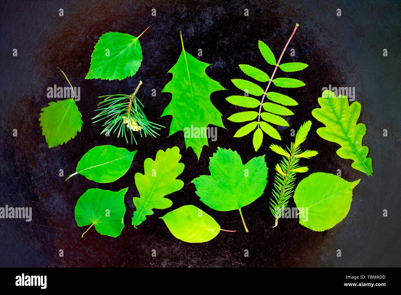 Green leaves pattern on white background. Flat lay Stock Photo - Alamy
