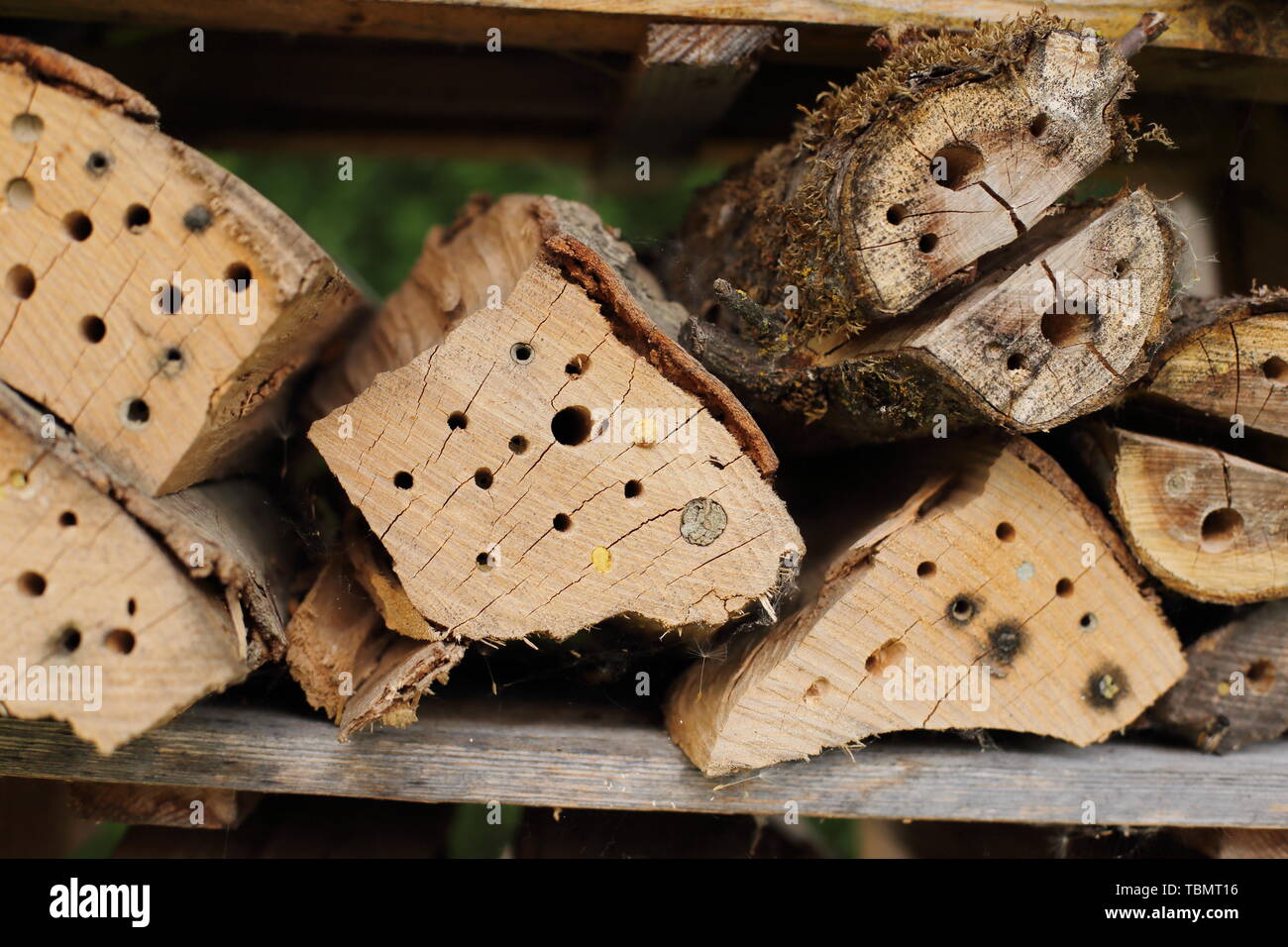 Different nests of Wild bees in a insect hotel Stock Photo - Alamy