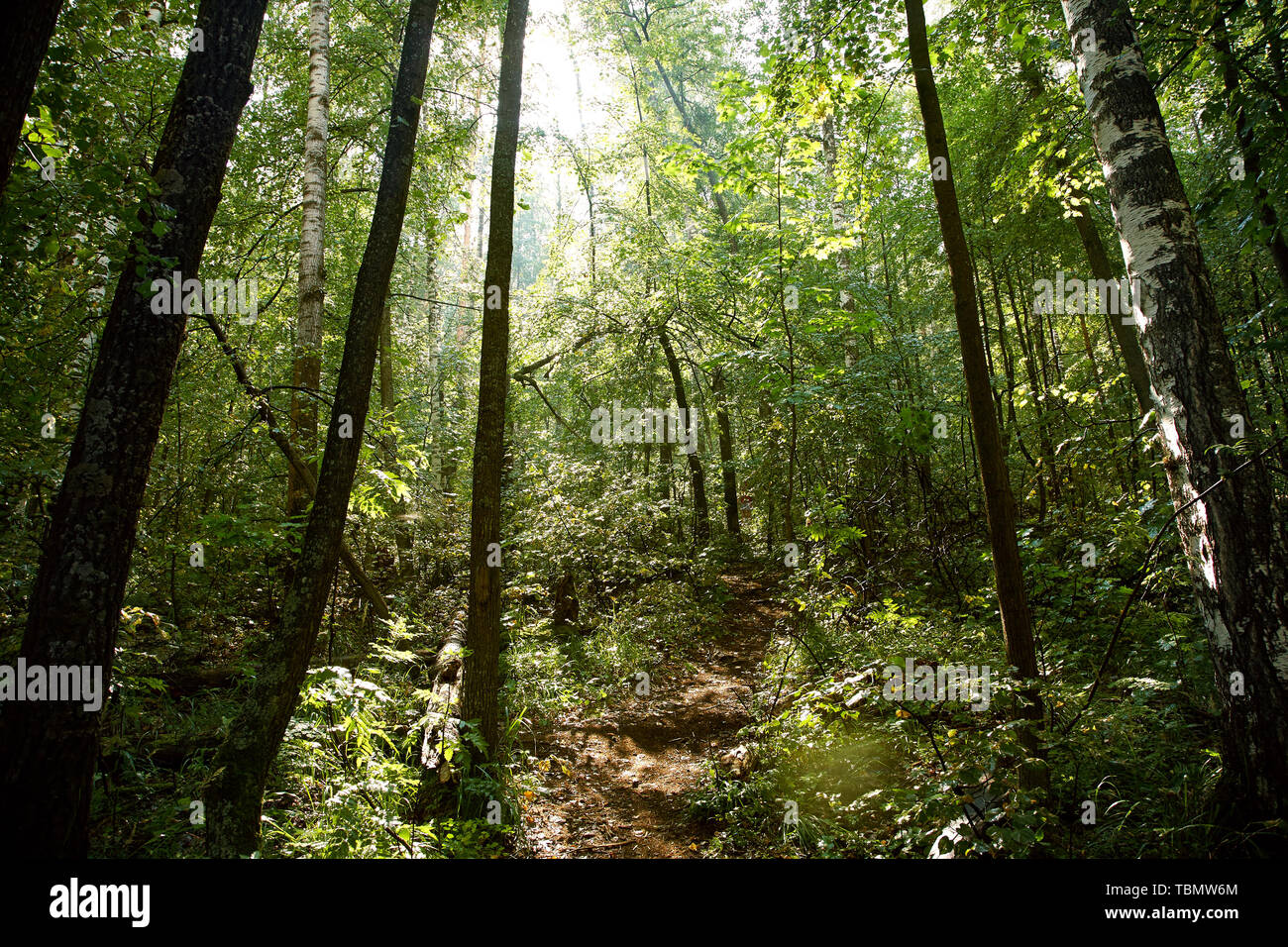 scenic wild forest lit by sunlight. background forest landscape Stock ...