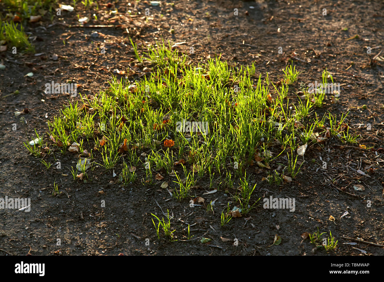 growing young grass illuminated by the setting sun. summer nature ...