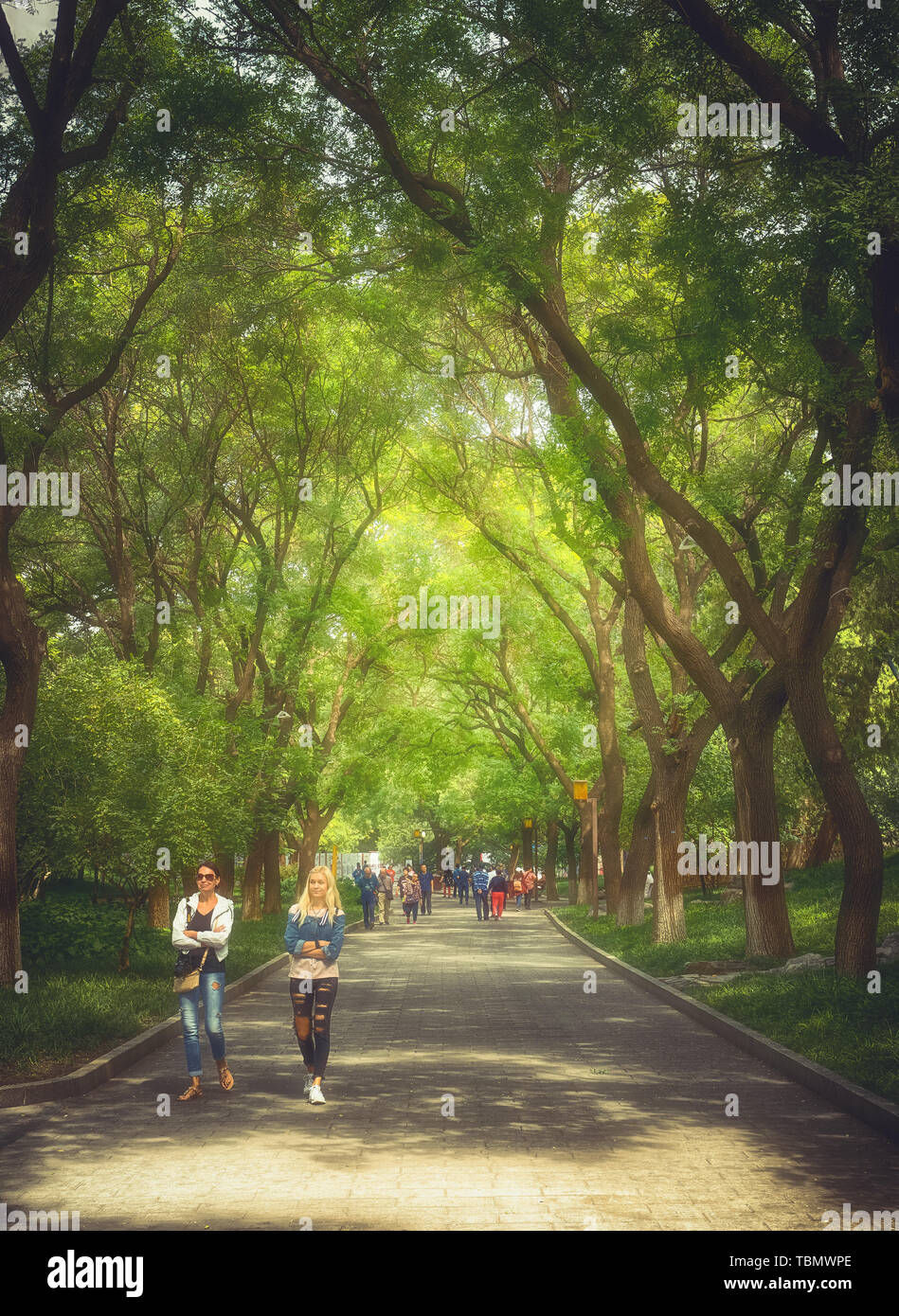 Road trees and trees landscape landscape park walking guide hi-res ...