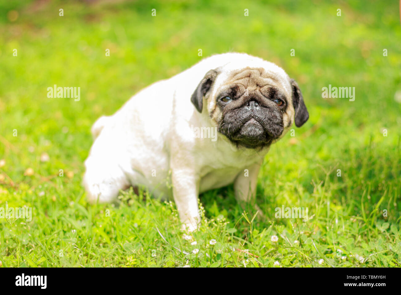 Pug face portrait outside hi-res stock photography and images - Alamy