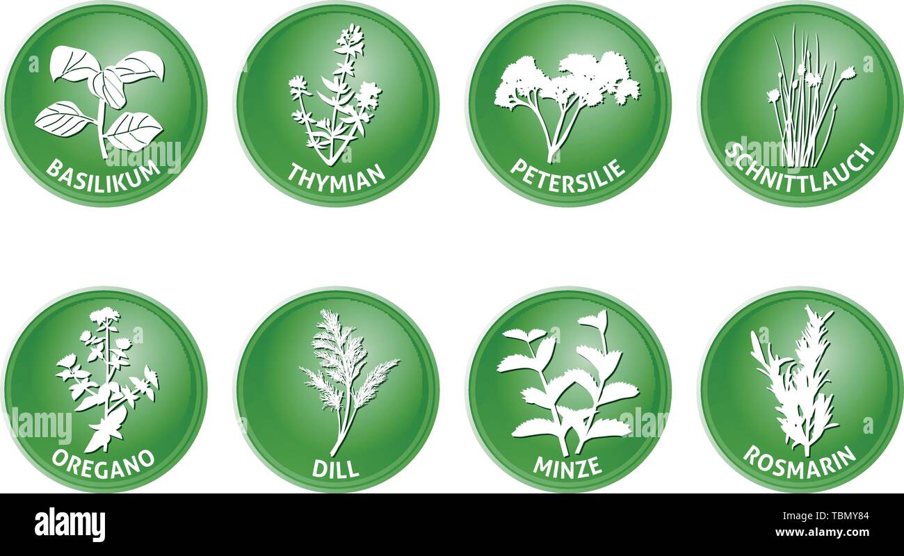 herbs vector cook taste flavor aroma eat leaves collect Stock Vector ...