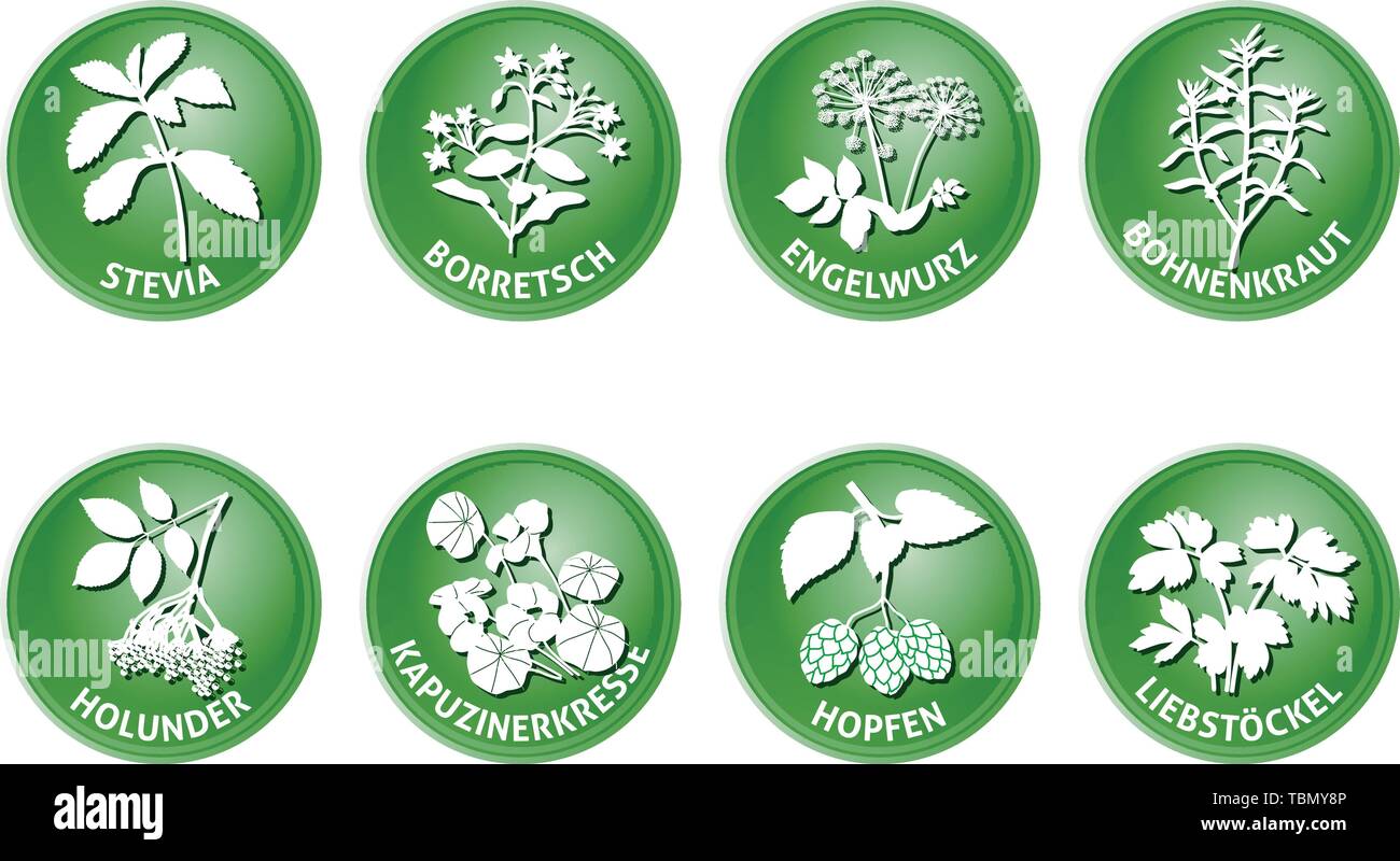 plant green grow spice cook taste flavor aroma Stock Vector Image & Art ...