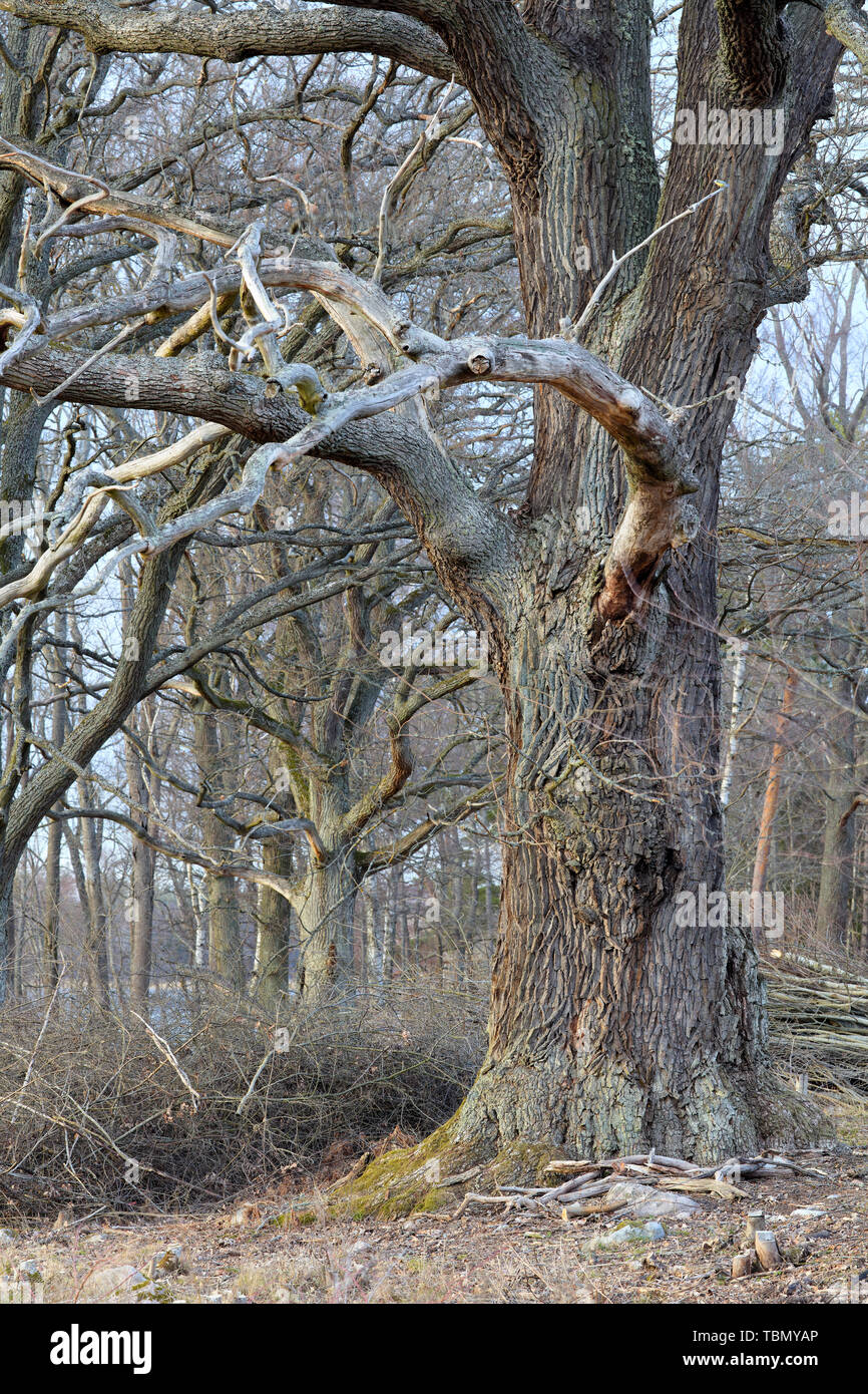 Majestic oak tree hi-res stock photography and images - Alamy