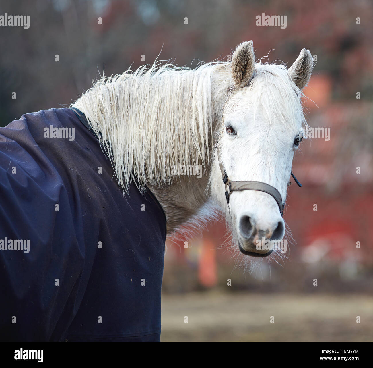 Cute young horse portrait Stock Photo - Alamy