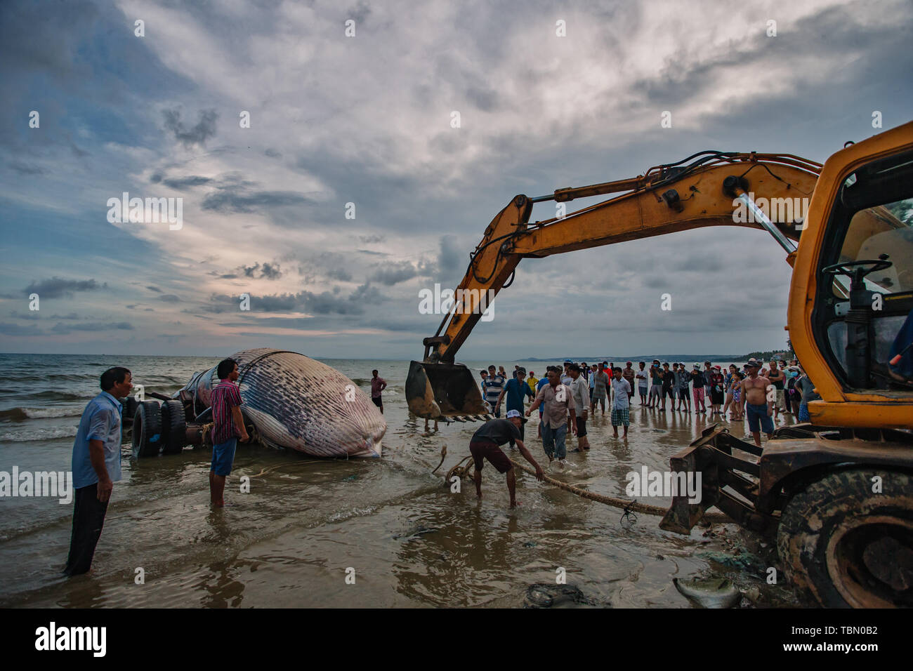 Whale corpse underwater hi-res stock photography and images - Alamy