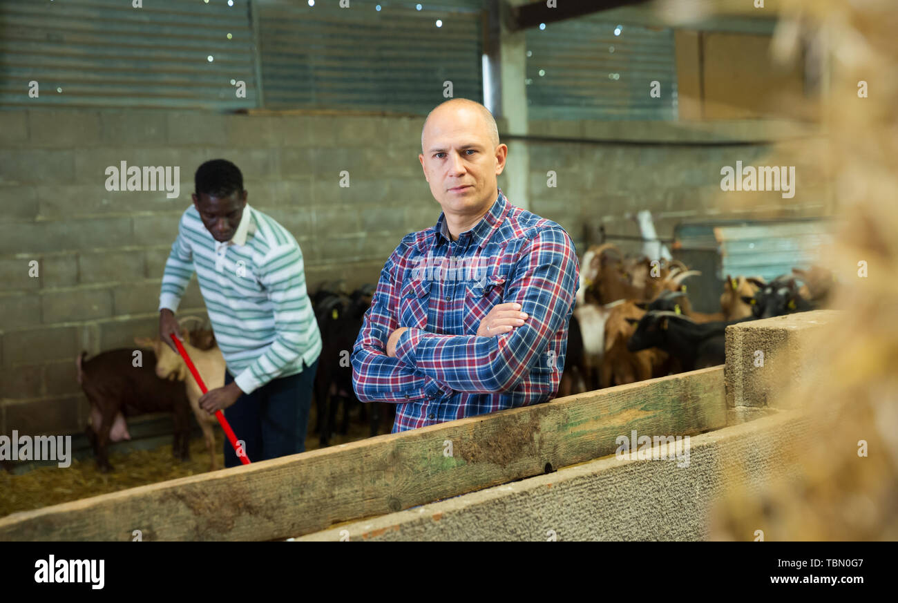 Successful male owner of goats farm posing inside barn with animals ...