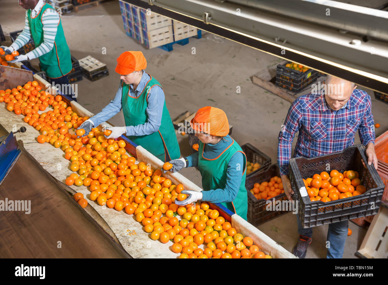 Female and male employees working on producing sorting line at fruit ...