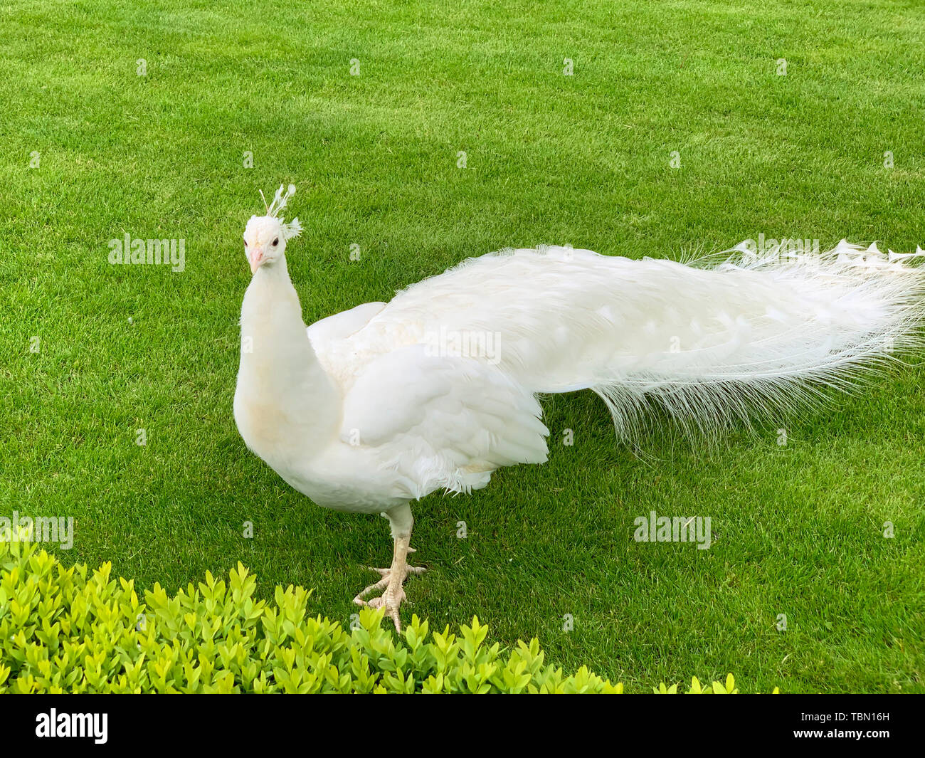 Beautiful And Rare White Blue Peacock