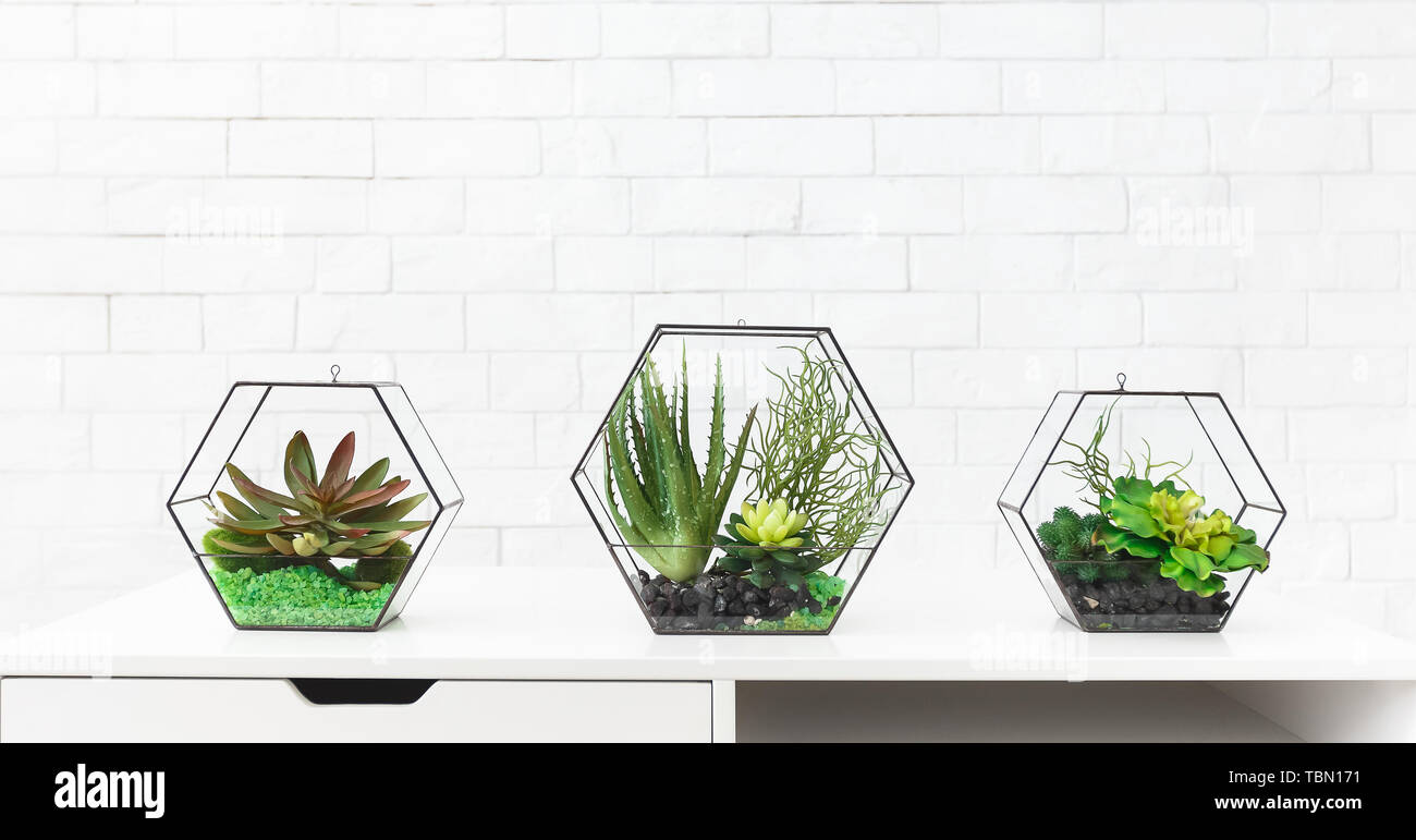 Succulent plants in florarium vases Stock Photo - Alamy