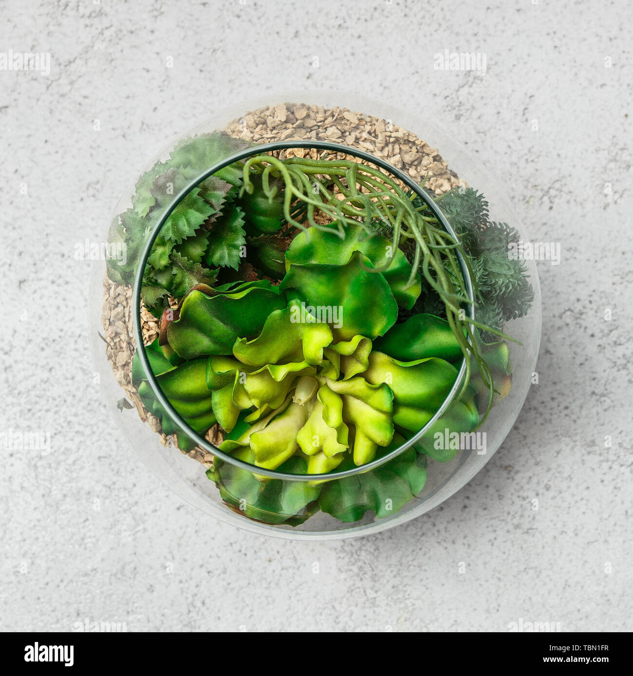 Florarium with succulents Stock Photo - Alamy