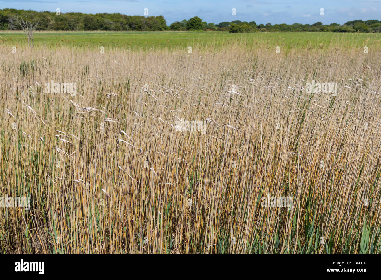 Wetland reeds at Pagham Harbour, West Sussex, UK Stock Photo - Alamy