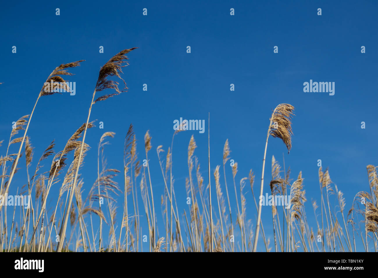 Wetland reeds at Pagham Harbour, West Sussex, UK Stock Photo - Alamy