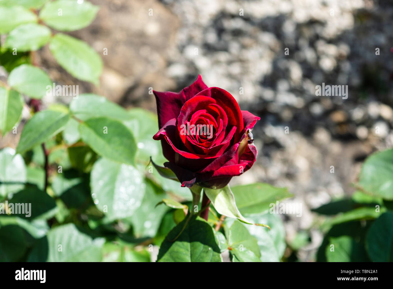 A single red rose flower on a growing bush with the leaves and soil ...
