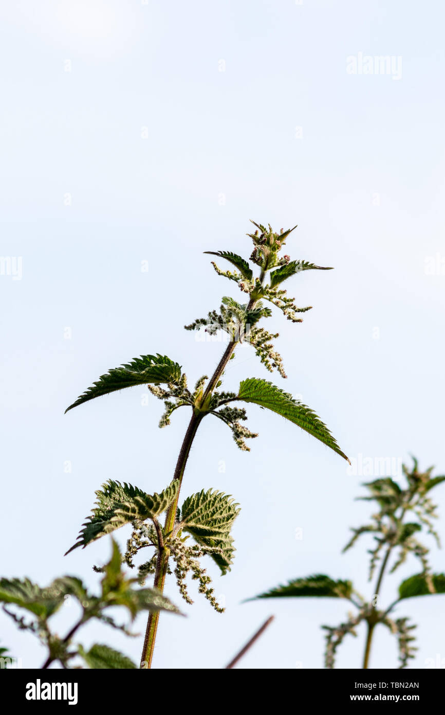 A flowering common stingling nettle Urtica dioica naturally isolated ...