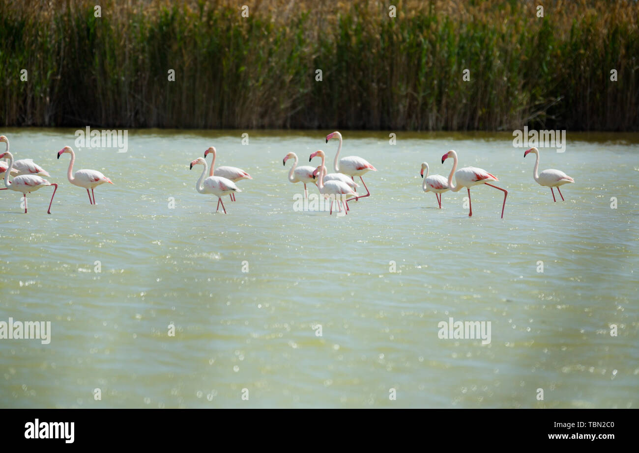 Group of flamingos in lagoon of river in spring day Stock Photo - Alamy