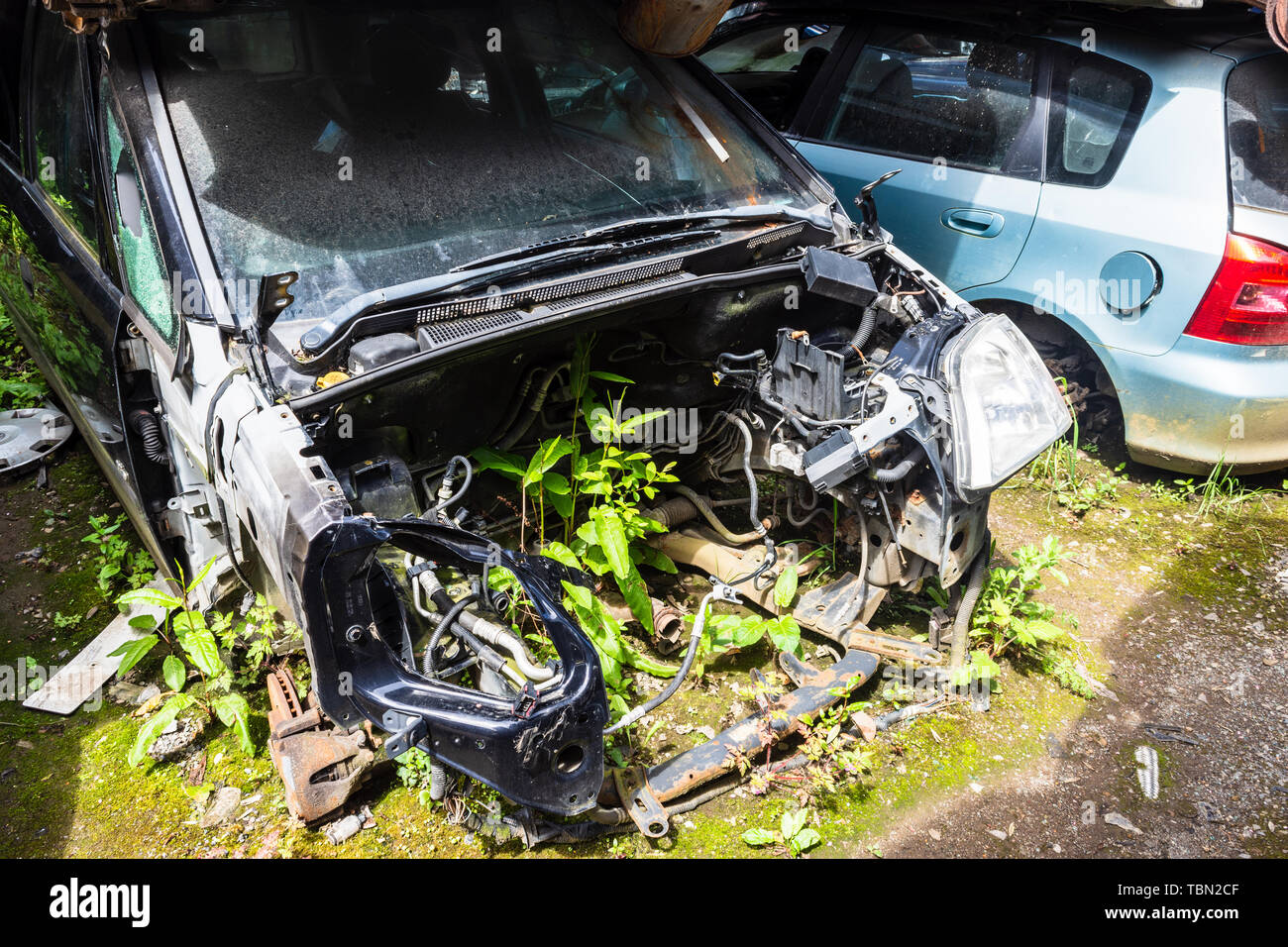 Wild plants including dock (Rumex) are growing in the empty engine bay ...