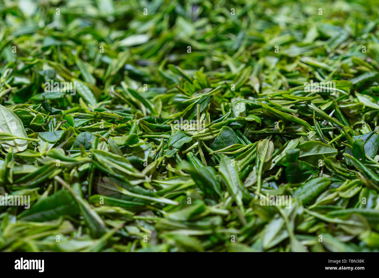 Tender tea hi-res stock photography and images - Alamy