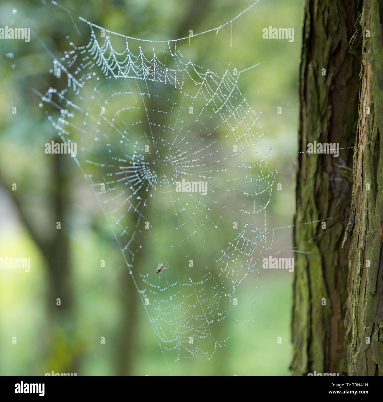 nature, spiders, cobwebs, plants, cobwebs, no one, traps, summer ...