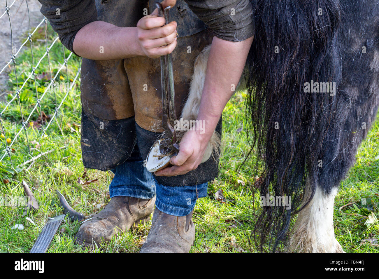 Farrier working on the hooves of a Shetland Pony on a farm in England ...