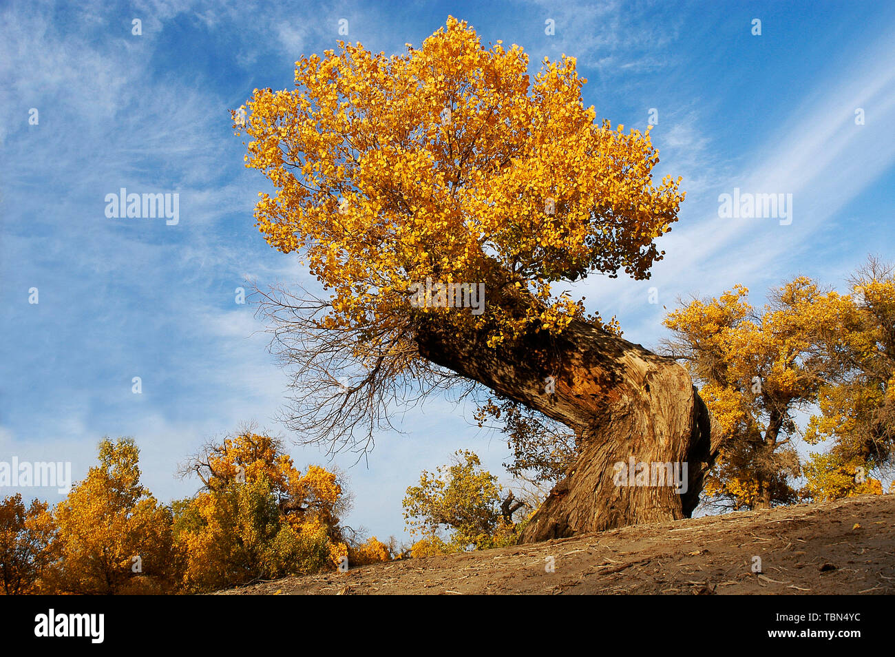 Golden Autumn Hu Yang Stock Photo - Alamy
