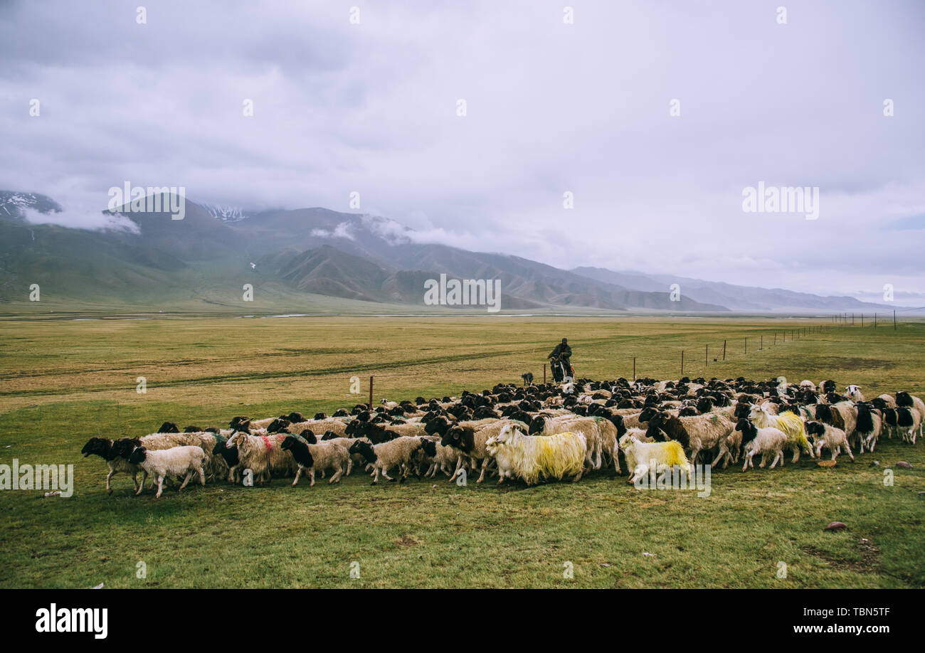 Grazing on the grasslands of Inner Mongolia Stock Photo - Alamy