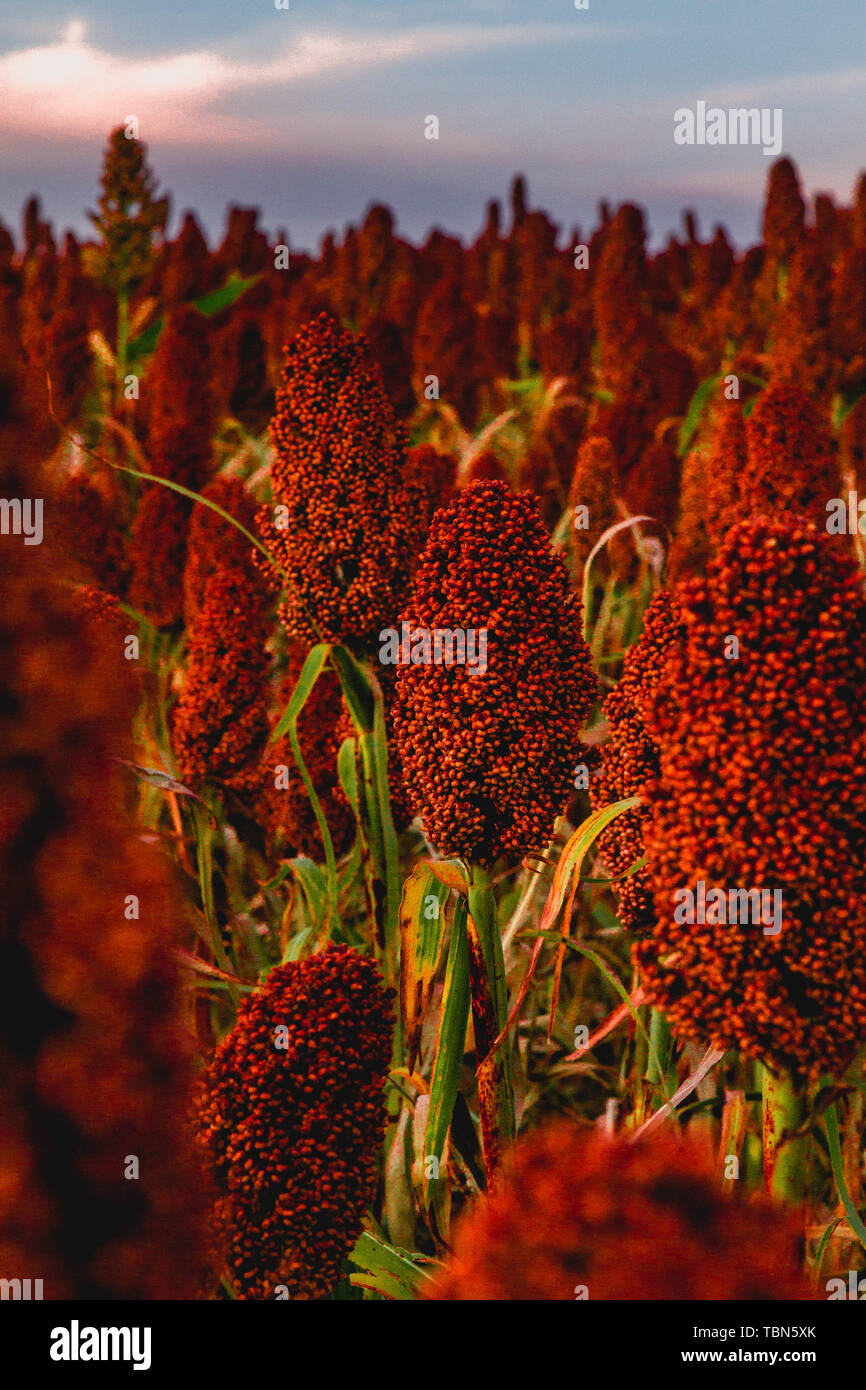 Red sorghum hi-res stock photography and images - Alamy