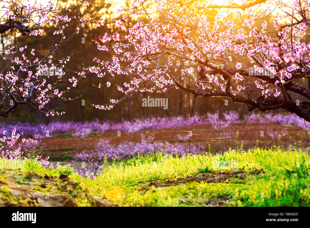 peach blossom green grass with sunshine Stock Photo - Alamy