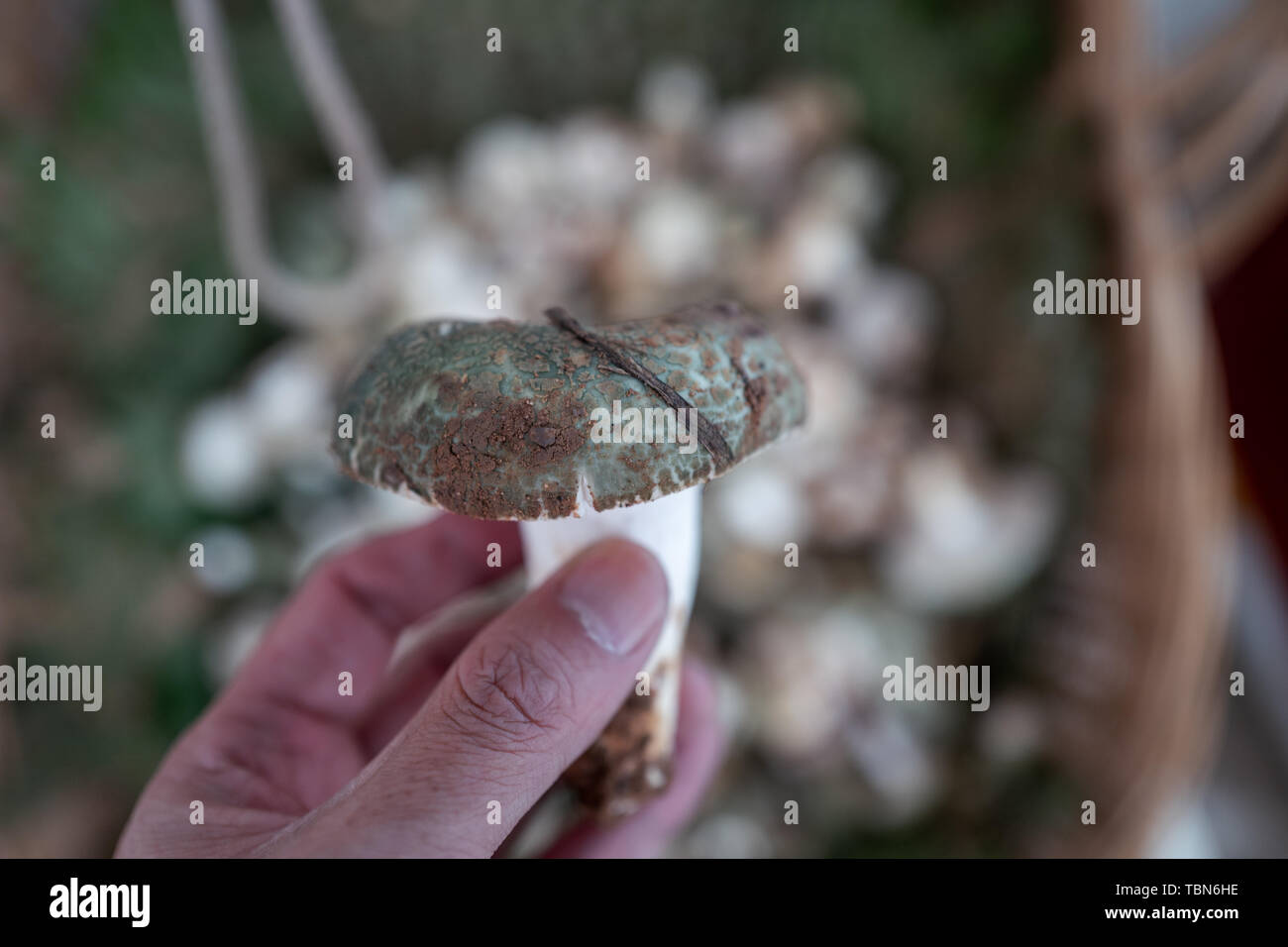 Fresh wild edible bacteria with dirt Stock Photo - Alamy