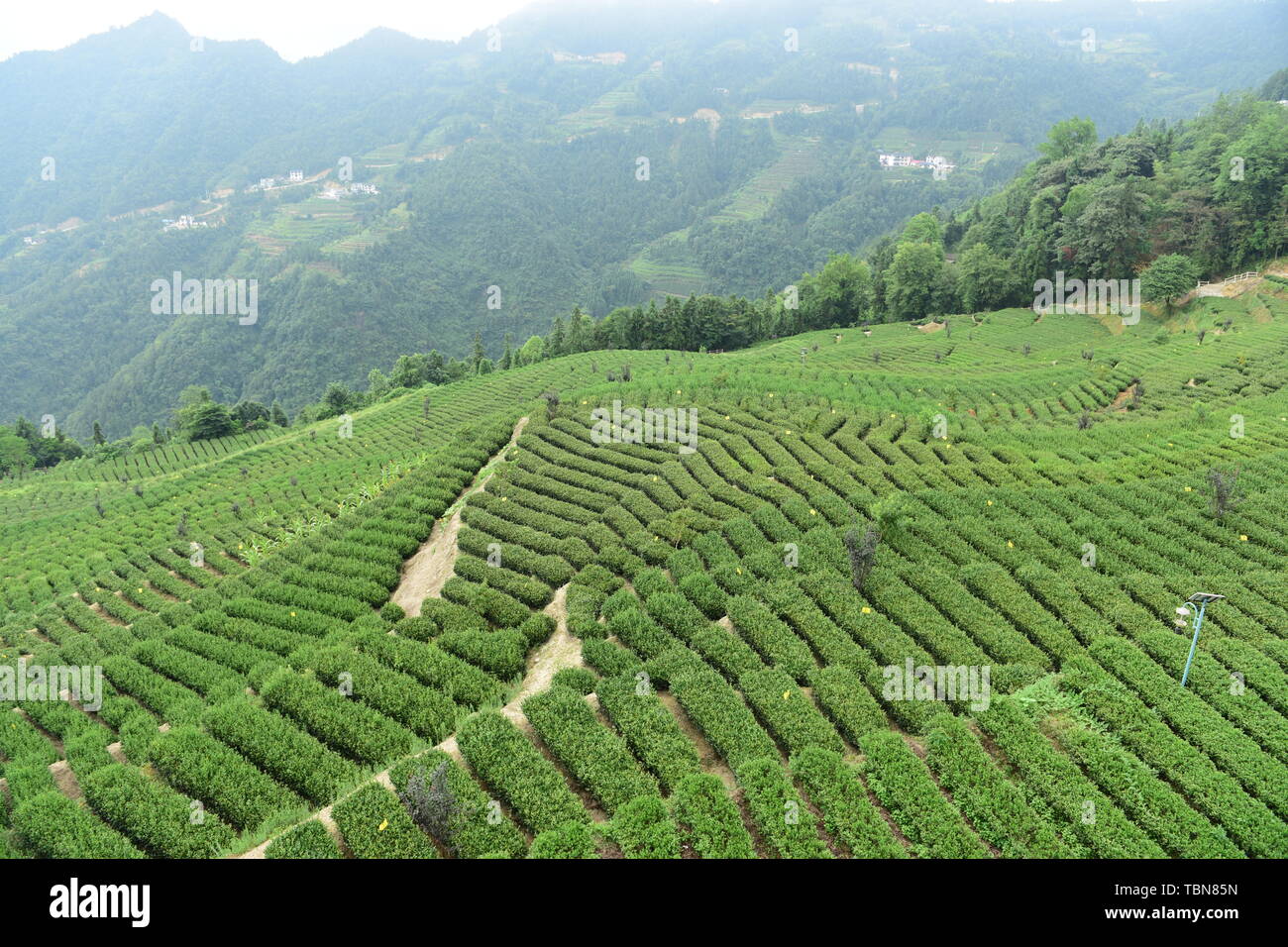 Tea garden scenery Stock Photo - Alamy