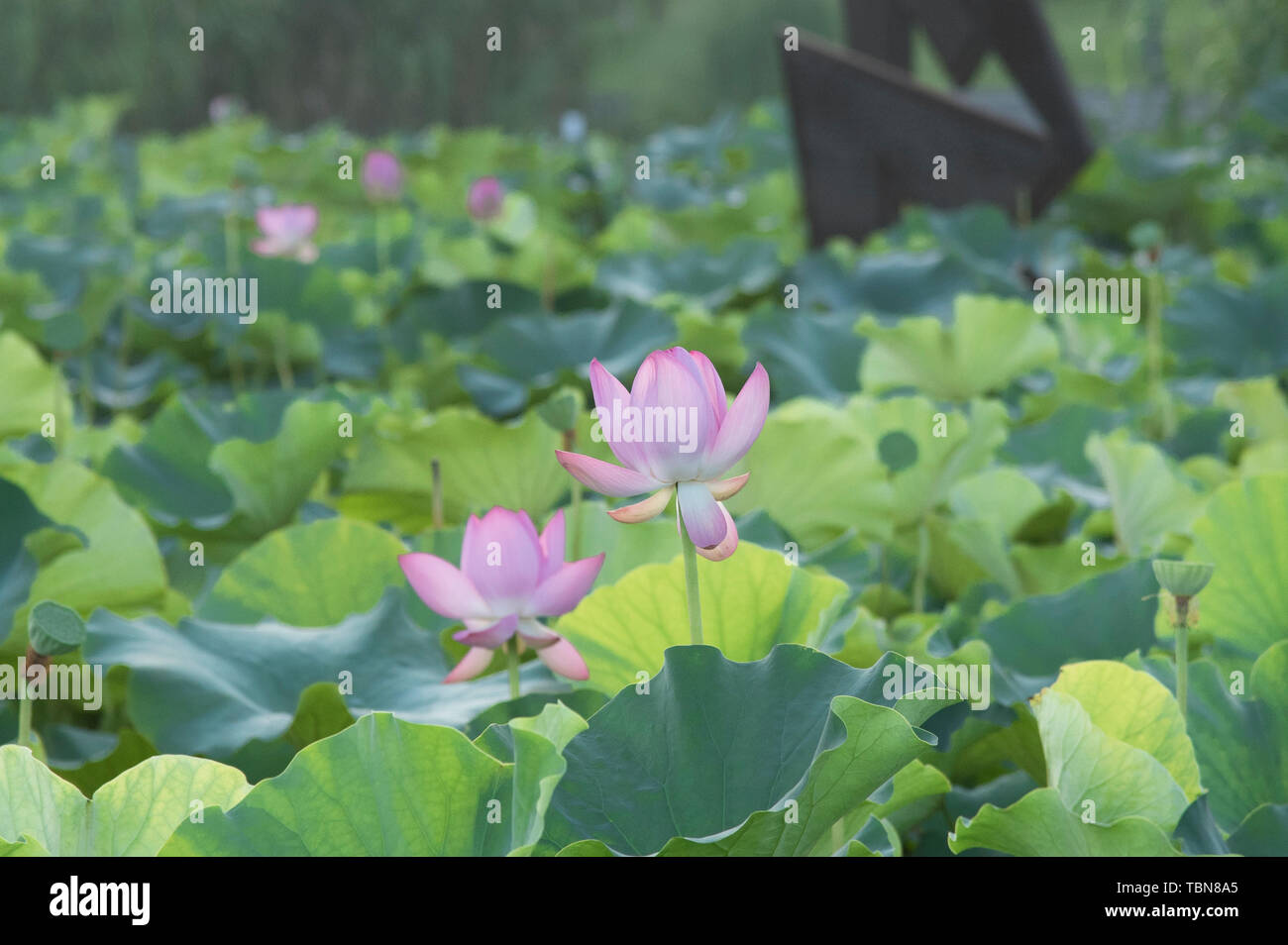 Gardens in foreign countries hi-res stock photography and images - Alamy