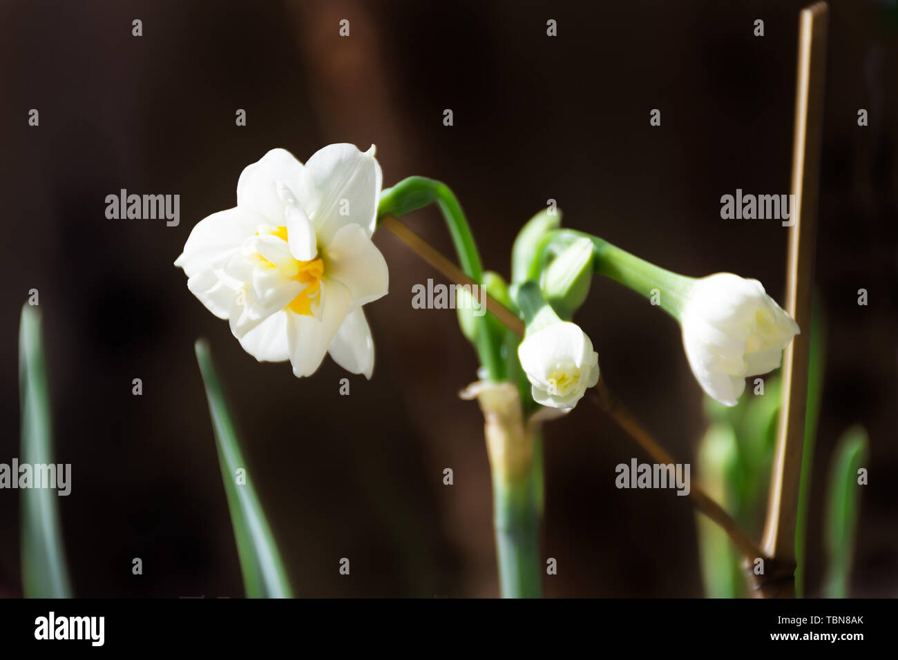Lawn planting grains hi-res stock photography and images - Alamy