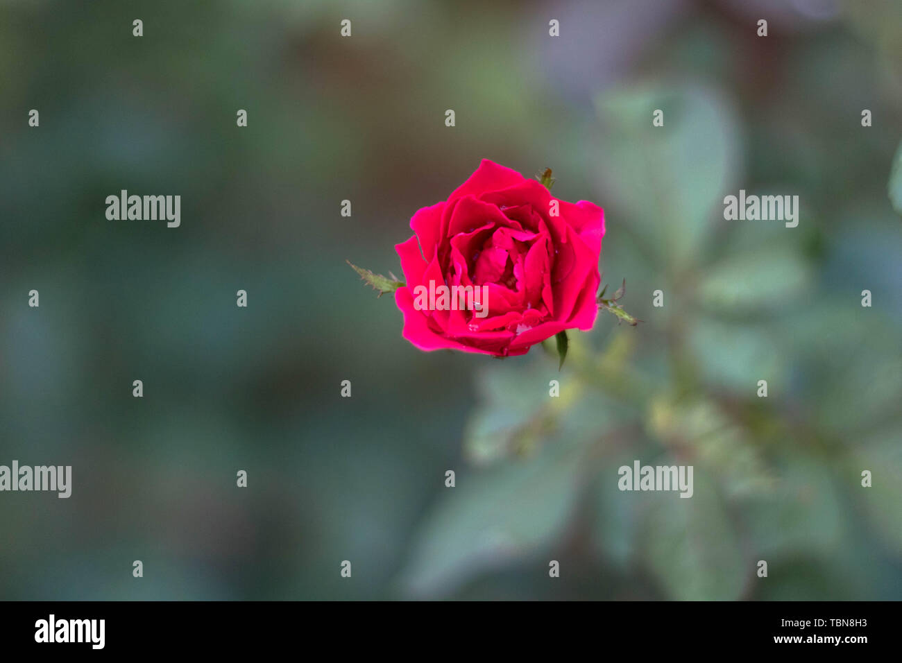 Zhao tuo park hi-res stock photography and images - Alamy