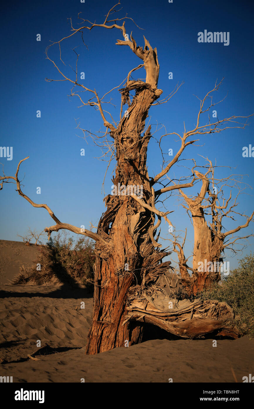 Poplar Scenery in the Blue Sky Desert of Ejina, Inner Mongolia Stock ...