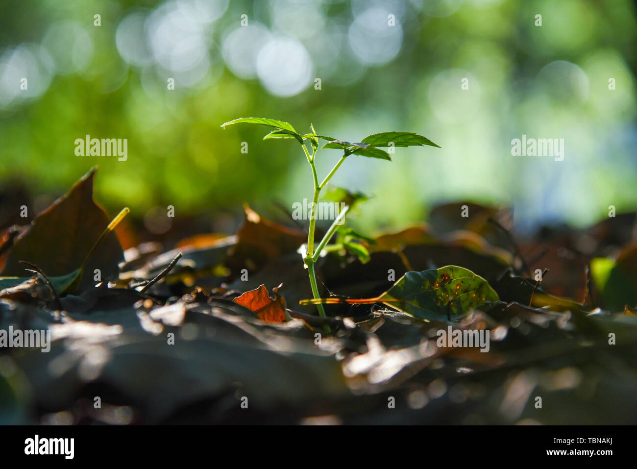 Ecological plants hi-res stock photography and images - Alamy